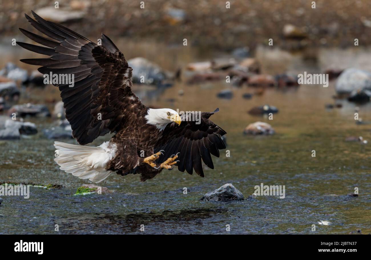 A Bald Eagle fishing Stock Photo - Alamy