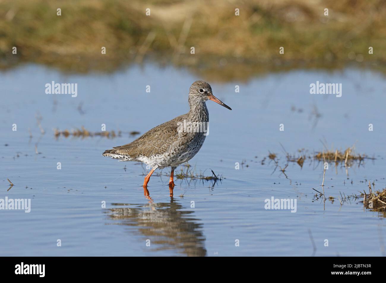 Common Redshank in winter habitat Stock Photo - Alamy