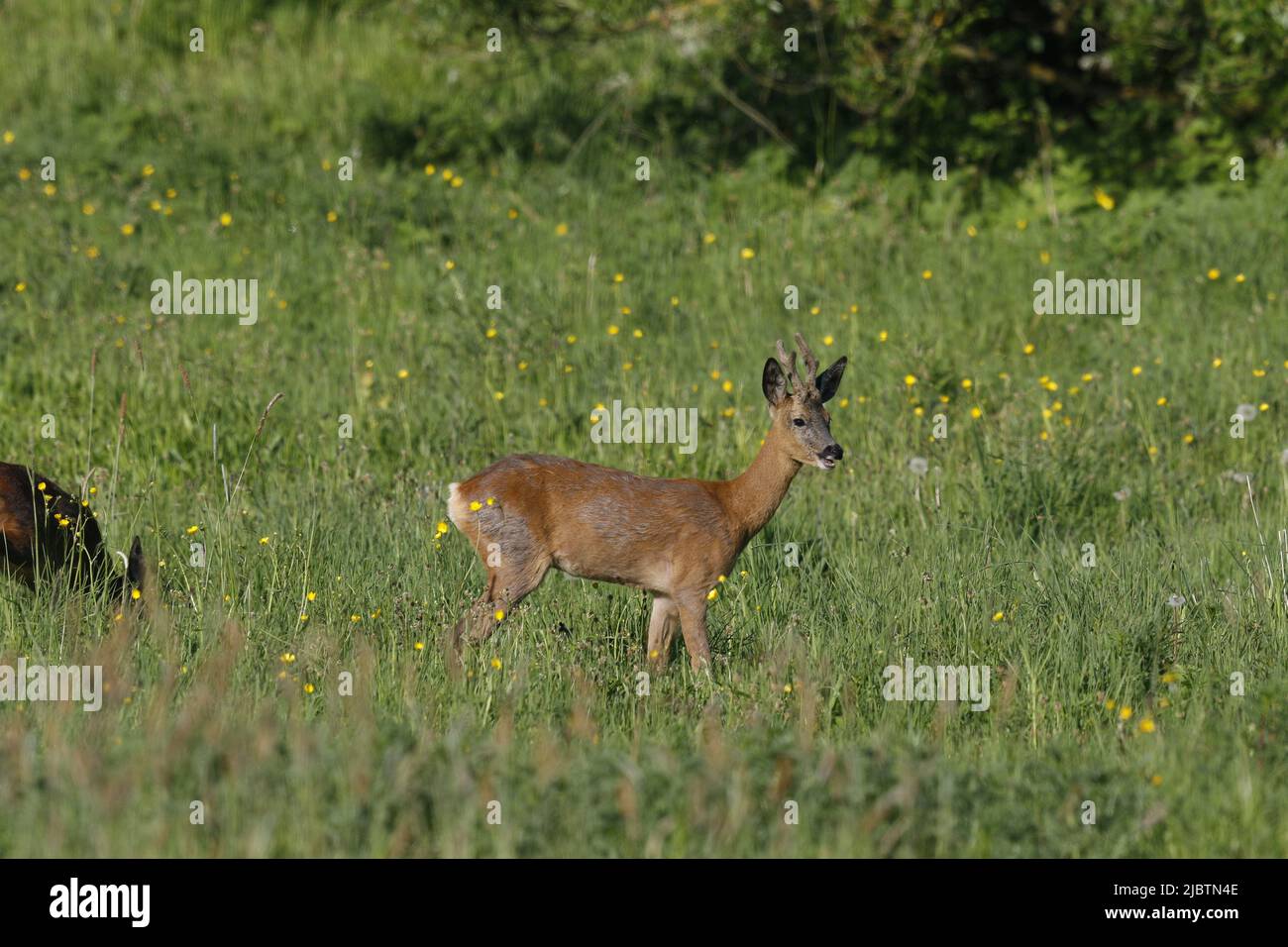Roe Deer (buck) in Spring Stock Photo - Alamy