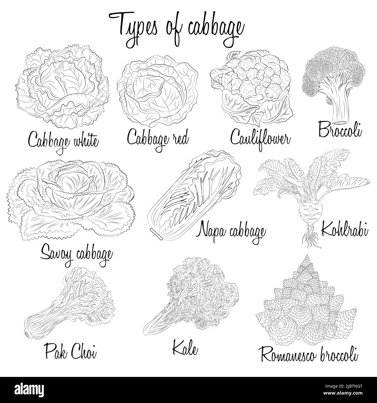 Cabbage varieties. Free style illustration of different types of ...