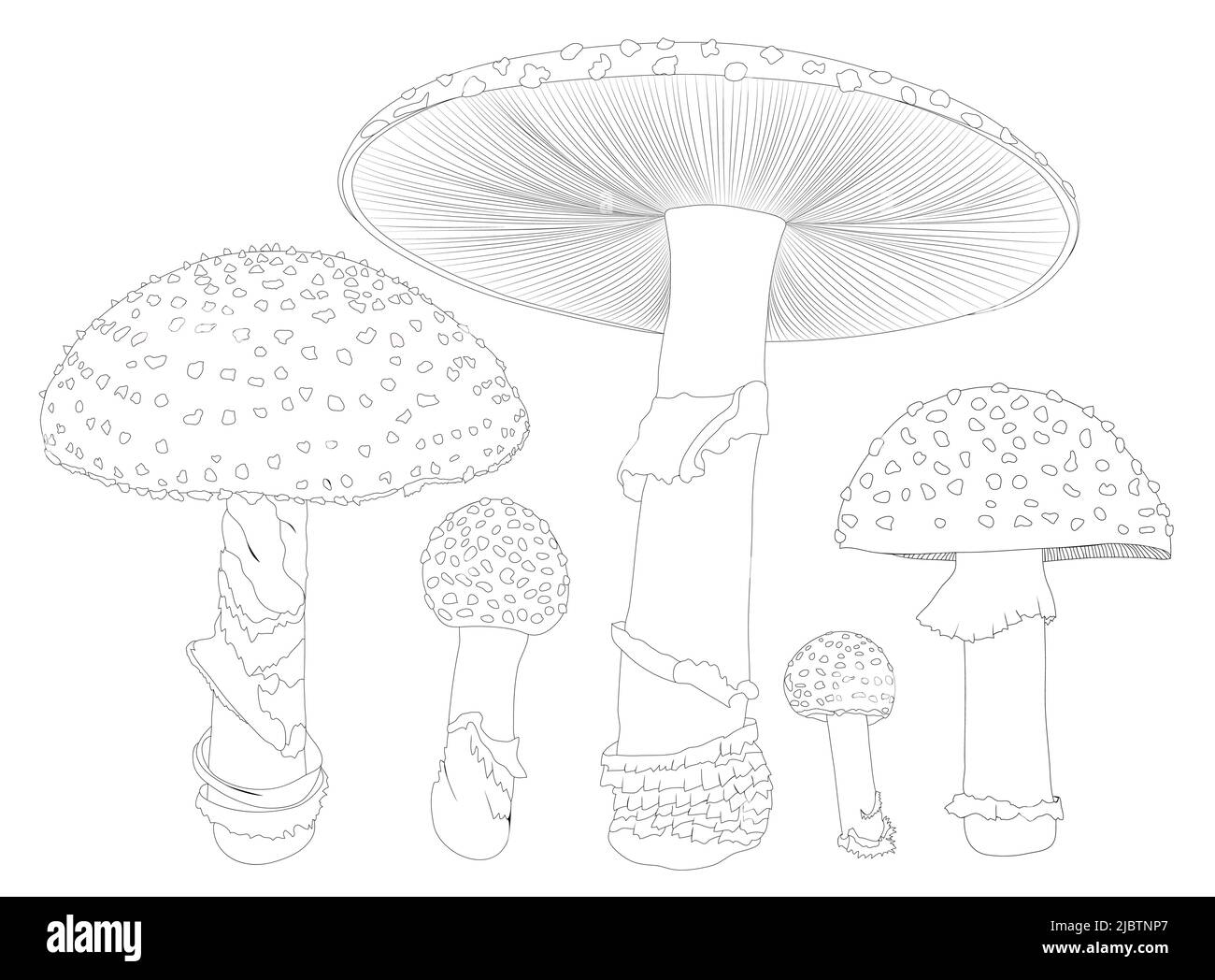Fly agaric. A mushroom or toadstool. Different growth of mushrooms ...