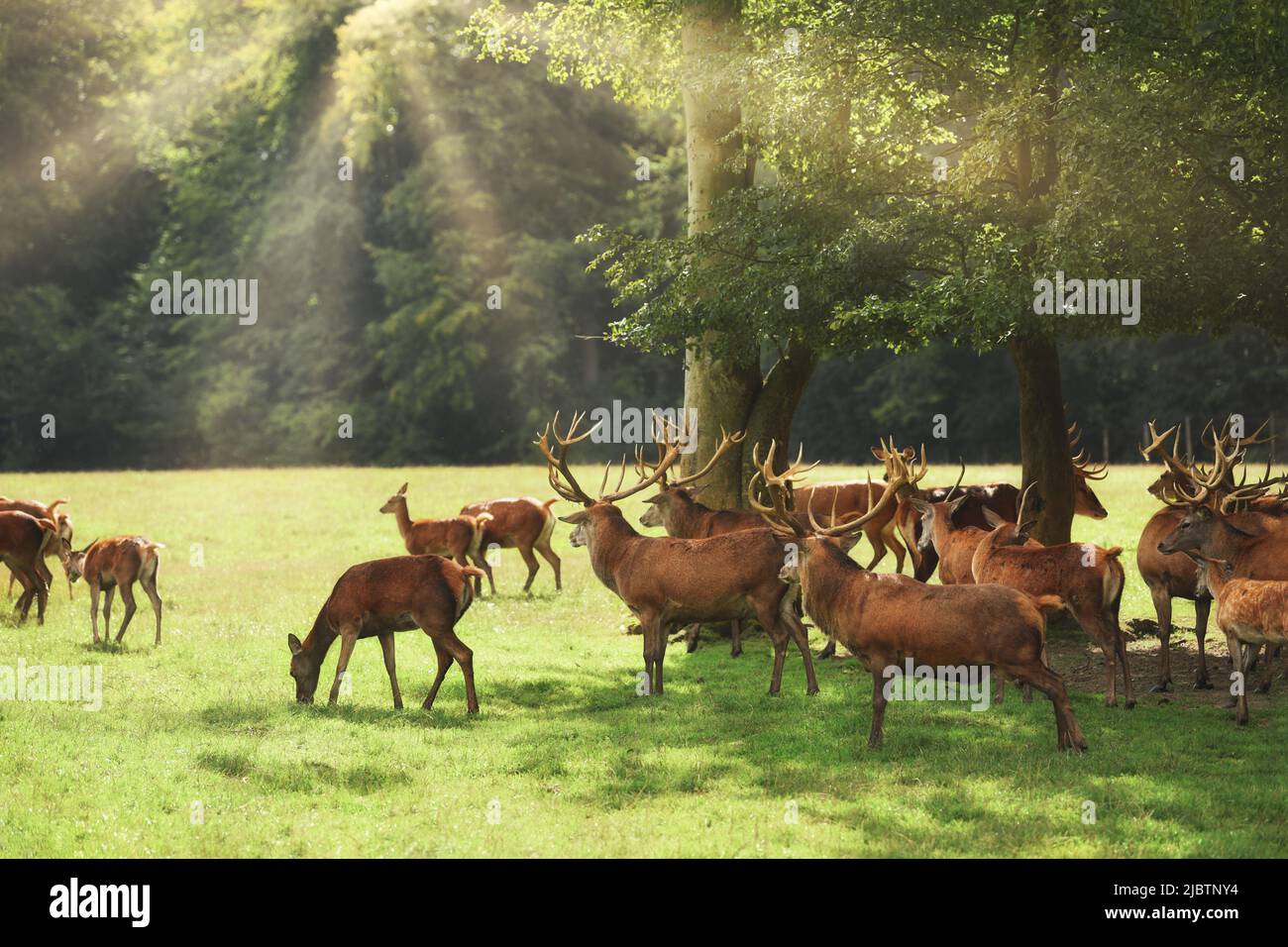 Many deer with antlers graze in the forest Stock Photo - Alamy