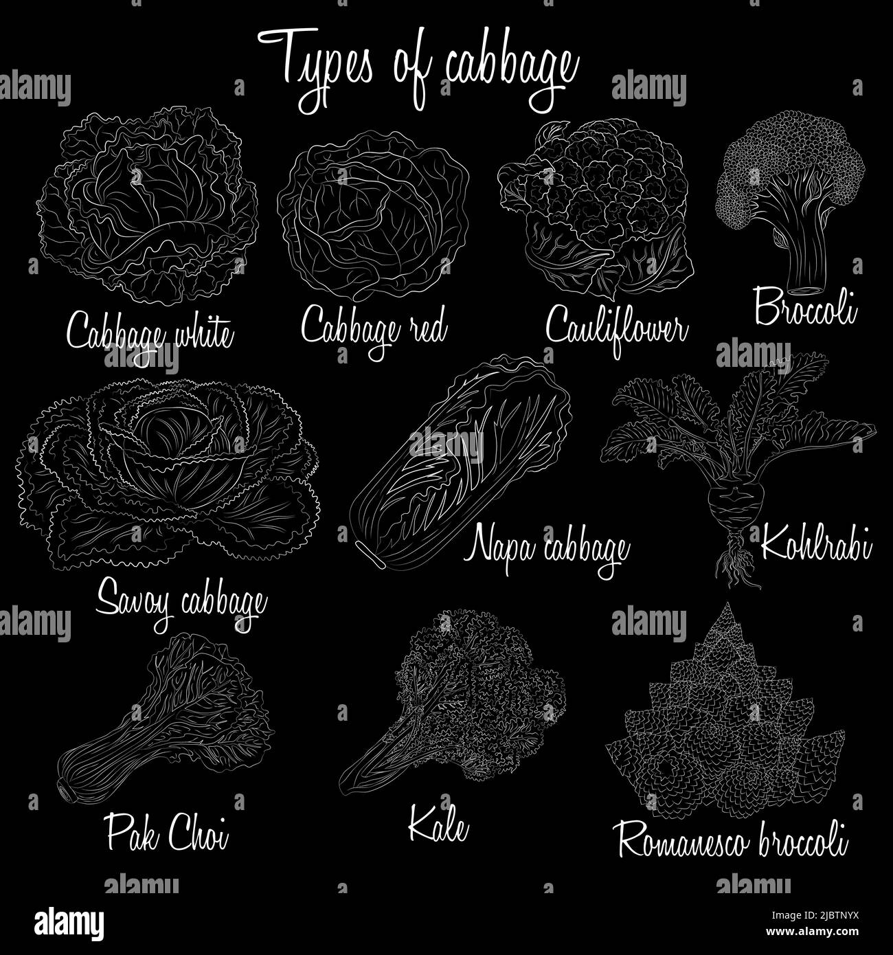 Cabbage varieties. Free style illustration of different types of ...