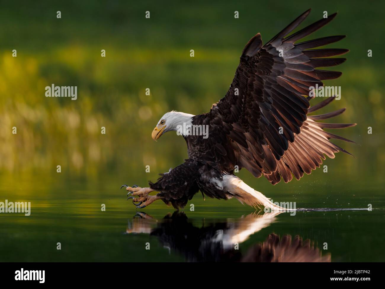 A Bald Eagle fishing Stock Photo - Alamy