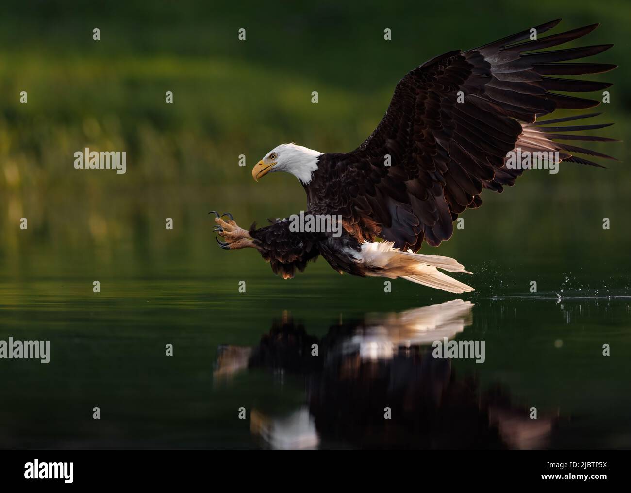 A Bald Eagle fishing Stock Photo - Alamy
