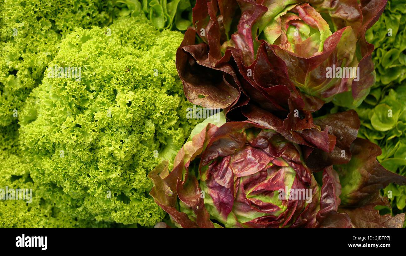 Lettuce green curly Lollo Bionda Rossa harvest butterhead food Verona ...