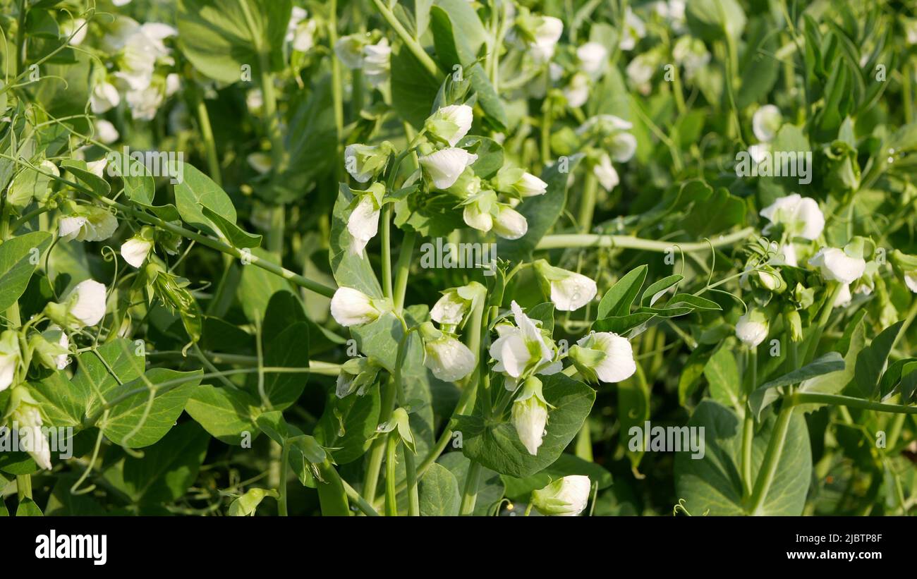Fertilization In Pea Plants