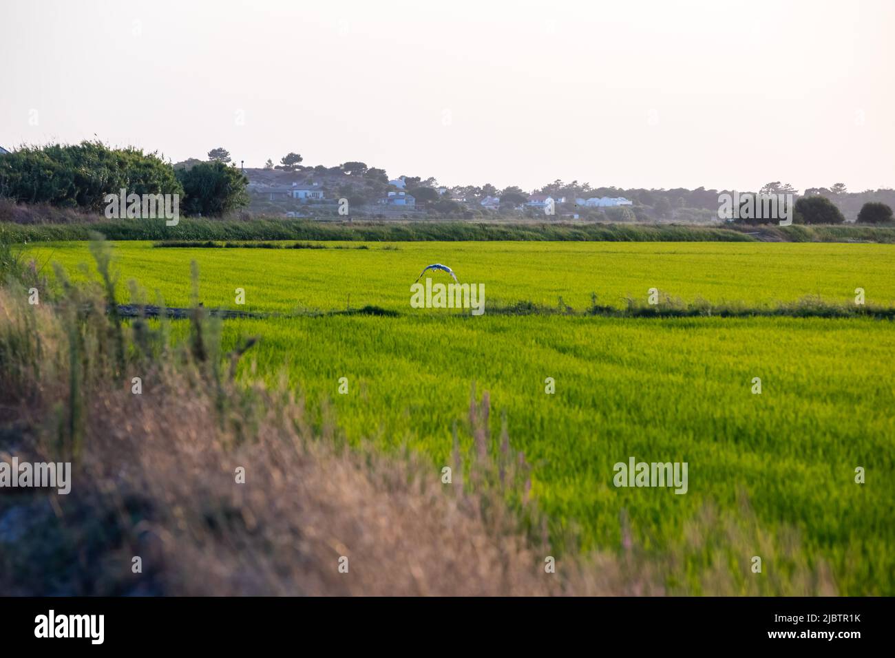 Comporta rice hi-res stock photography and images - Alamy