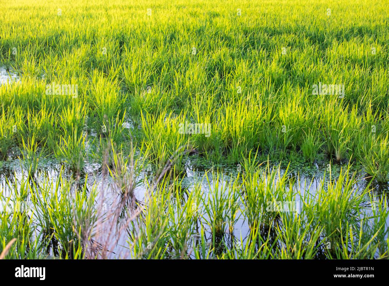 Comporta rice fields hi-res stock photography and images - Alamy