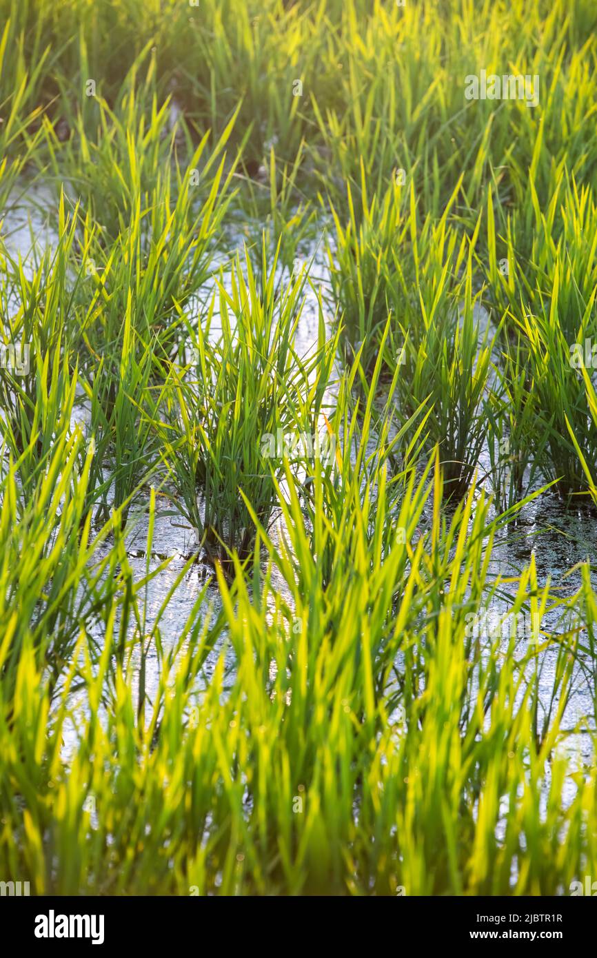 Comporta rice fields hi-res stock photography and images - Alamy