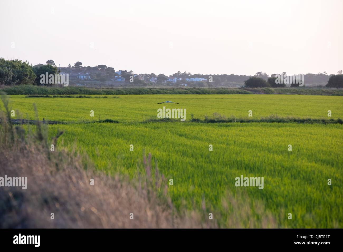 Outdoor view of the green rice fields at sunset in Comporta, Portugal ...