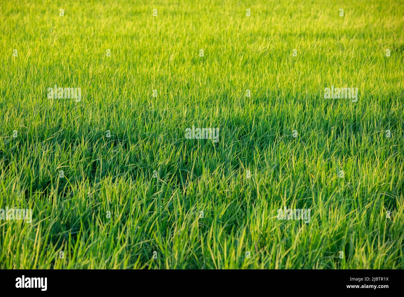 Comporta rice fields hi-res stock photography and images - Alamy
