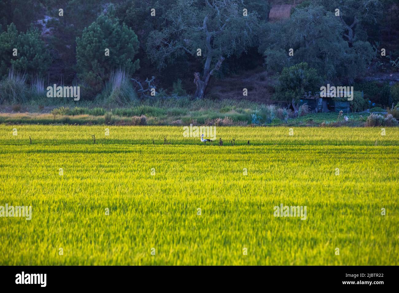 Comporta rice fields hi-res stock photography and images - Alamy