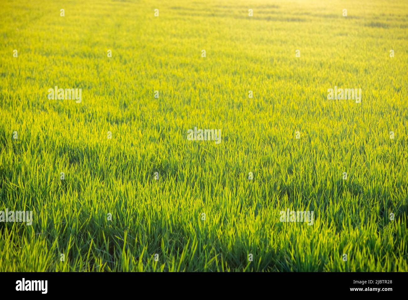 Outdoor view of the green rice fields at sunset in Comporta, Portugal ...