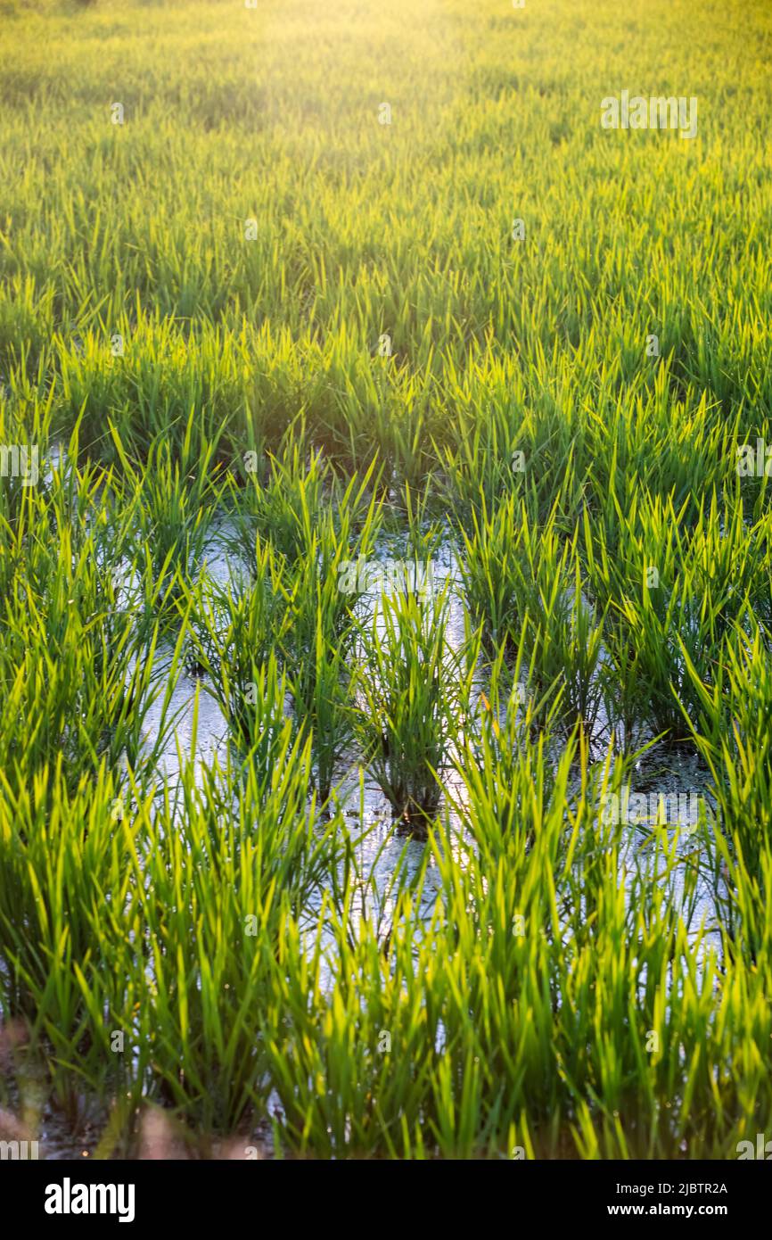 Comporta rice fields hi-res stock photography and images - Alamy