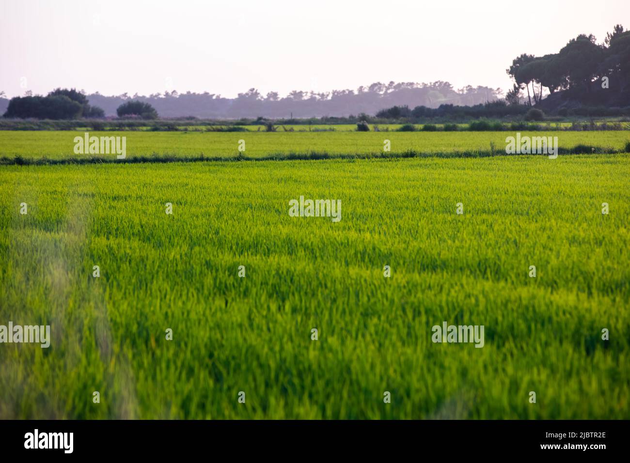 Comporta rice fields hi-res stock photography and images - Alamy