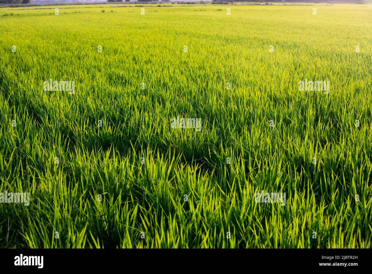 Outdoor view of the green rice fields at sunset in Comporta, Portugal ...