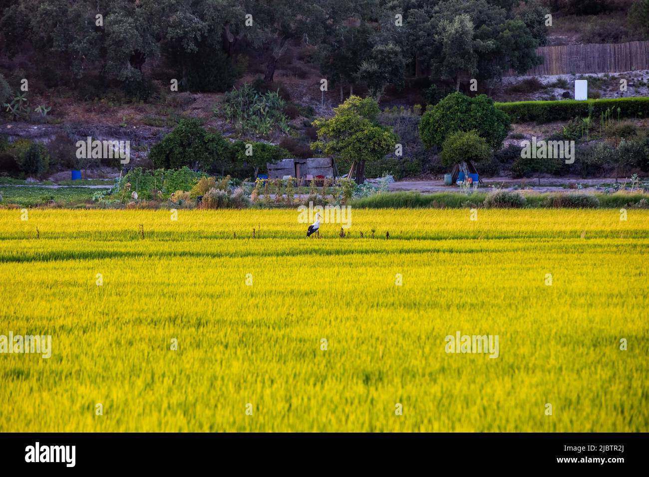 Comporta rice fields hi-res stock photography and images - Alamy