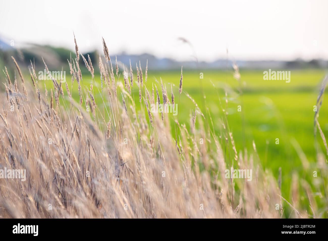 Outdoor view of the green rice fields at sunset in Comporta, Portugal ...