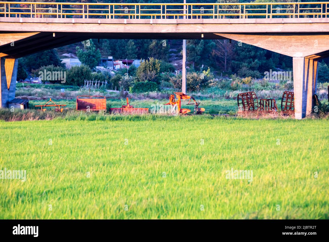 Comporta rice fields hi-res stock photography and images - Alamy