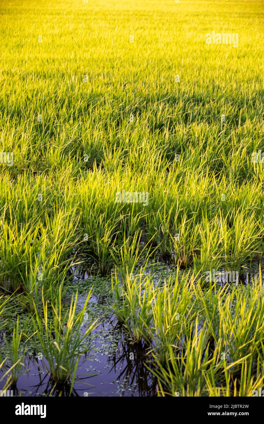 Comporta rice fields hi-res stock photography and images - Alamy