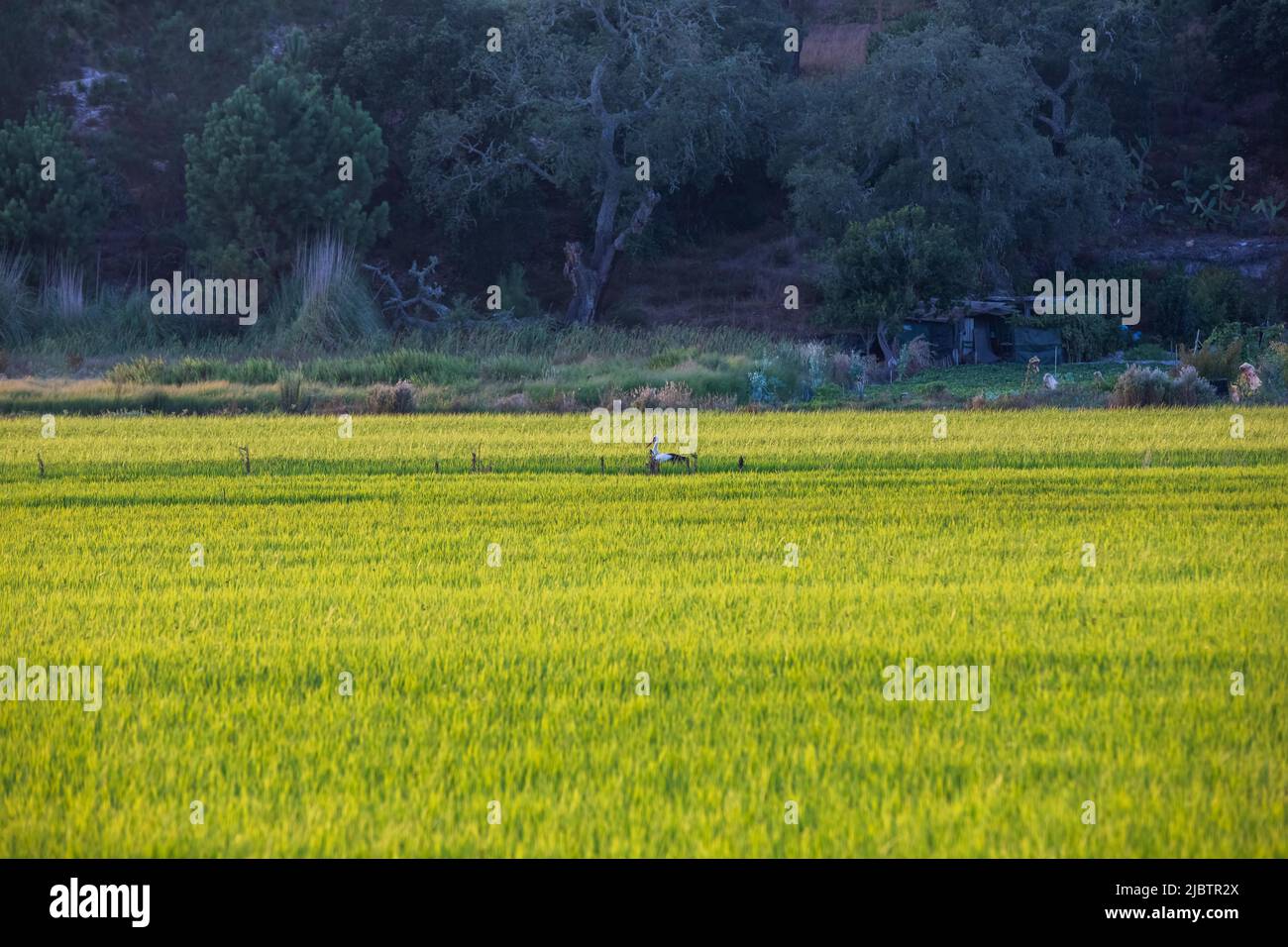 Outdoor view of the green rice fields at sunset in Comporta, Portugal ...