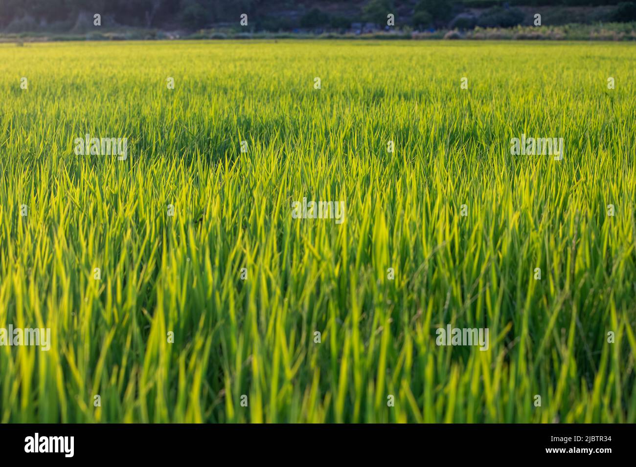 Outdoor view of the green rice fields at sunset in Comporta, Portugal ...