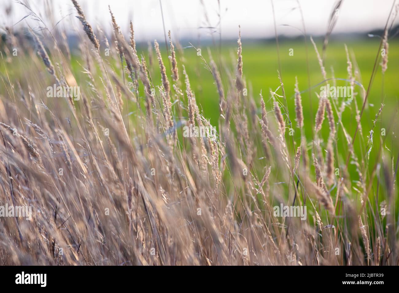 Outdoor view of the green rice fields at sunset in Comporta, Portugal ...