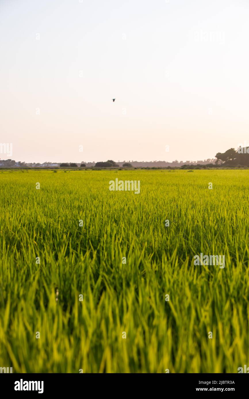 Outdoor view of the green rice fields at sunset in Comporta, Portugal ...