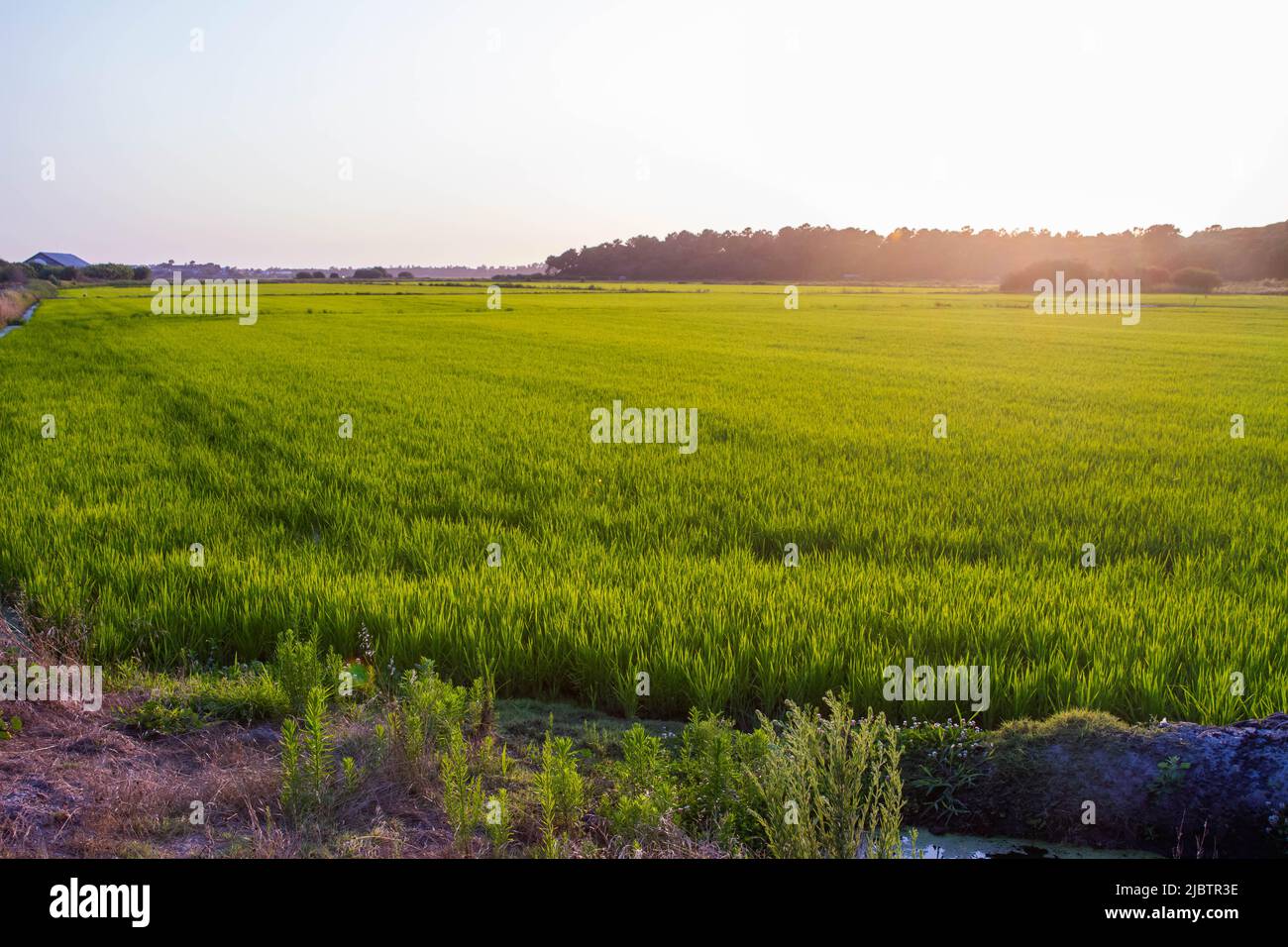 Outdoor view of the green rice fields at sunset in Comporta, Portugal ...