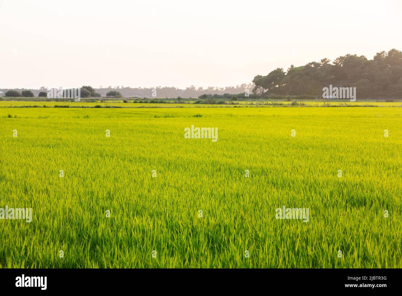 Outdoor view of the green rice fields at sunset in Comporta, Portugal ...