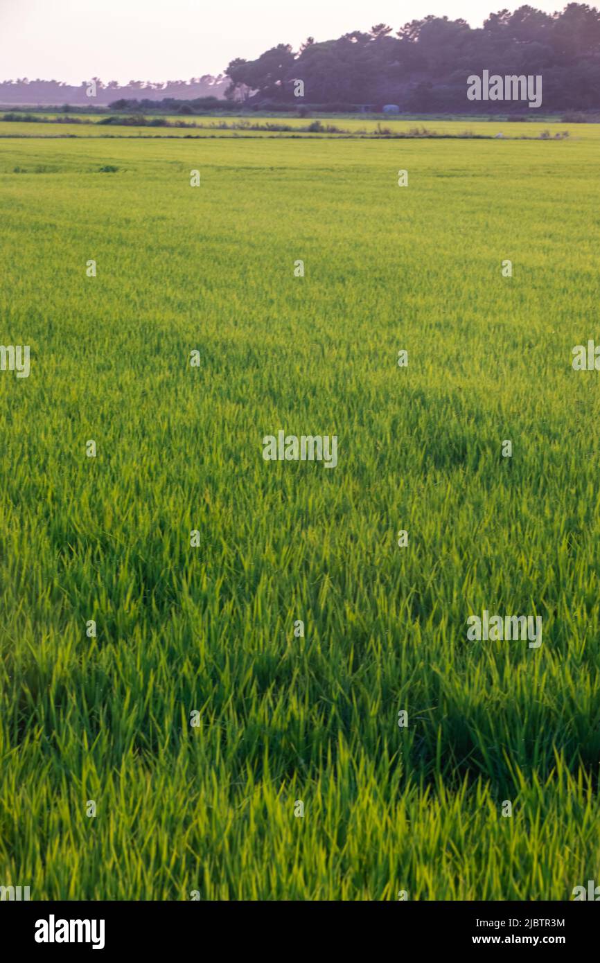 Comporta rice fields hi-res stock photography and images - Alamy