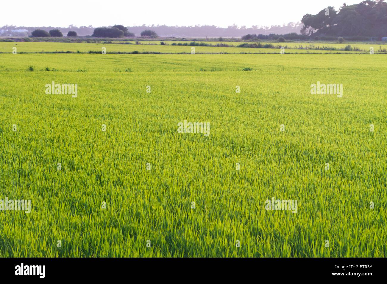 Outdoor view of the green rice fields at sunset in Comporta, Portugal ...