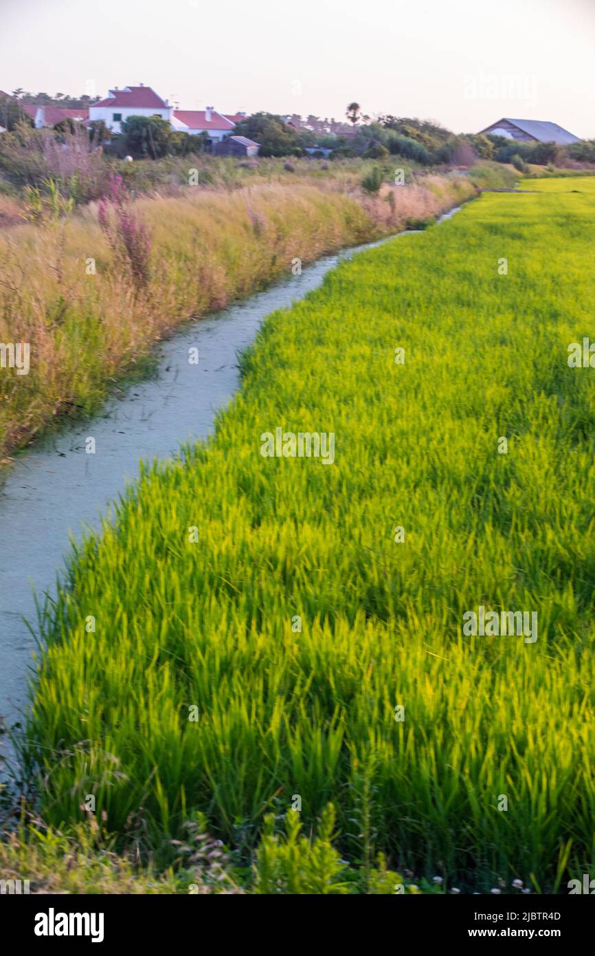Comporta rice fields hi-res stock photography and images - Alamy