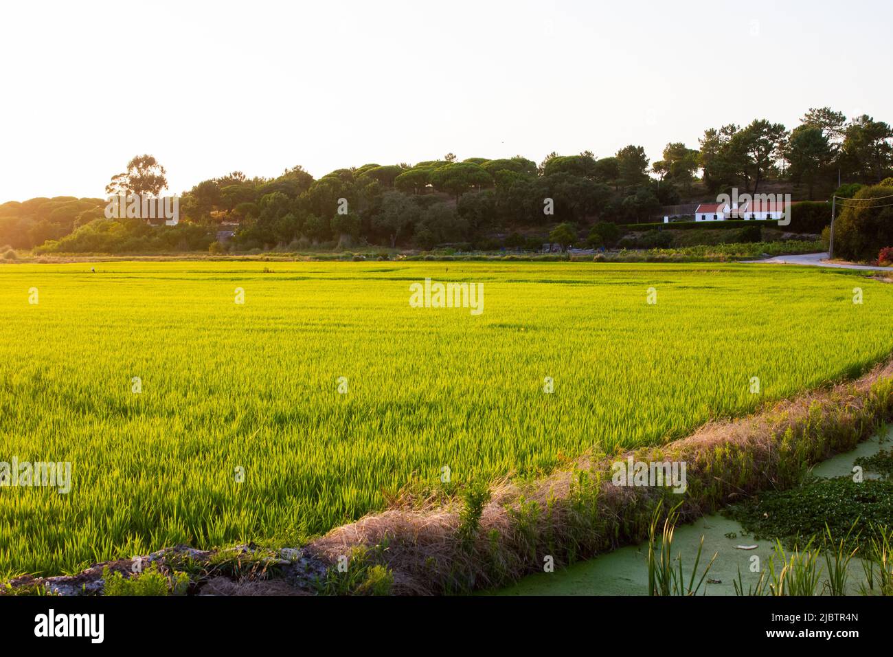 Comporta rice fields hi-res stock photography and images - Alamy
