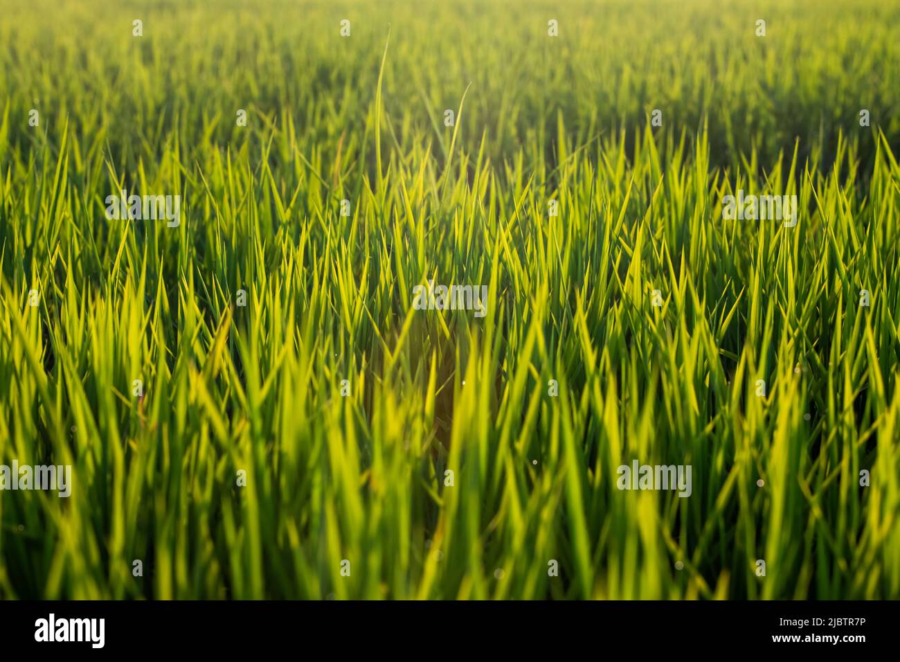 Outdoor view of the green rice fields at sunset in Comporta, Portugal ...