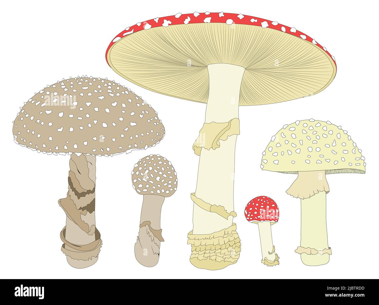 Fly agaric. A mushroom or toadstool. Different growth of mushrooms ...