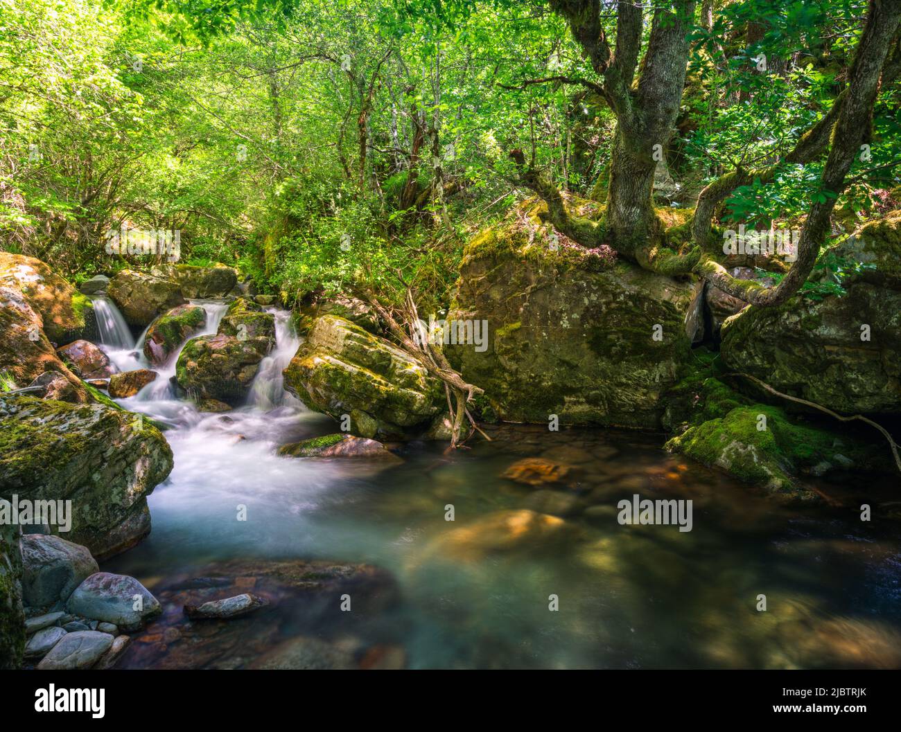 Old oak tree with huge branches on a boulder next to some waterfalls in ...