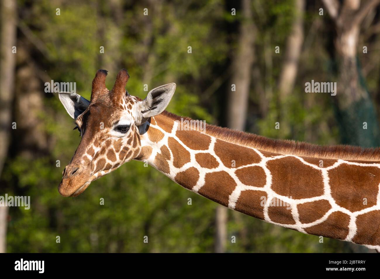The giraffe, Giraffa camelopardalis is an African even-toed ungulate ...