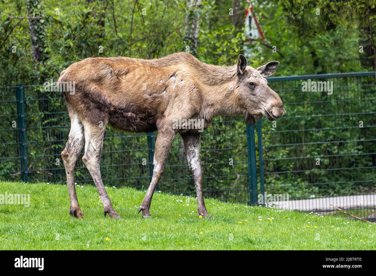 European Moose, Alces alces, also known as the elk. Wild life animal ...
