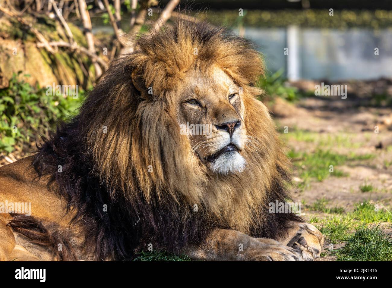 The lion, Panthera leo is one of the four big cats in the genus ...