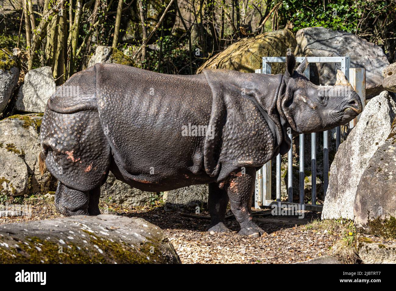 The Indian Rhinoceros, Rhinoceros unicornis is also called Greater One ...