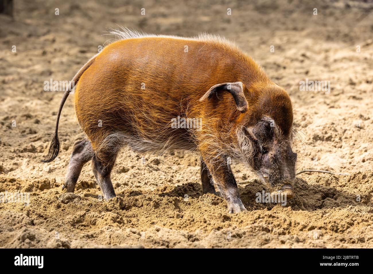 Red river hog, Potamochoerus porcus, also known as the bush pig. This ...