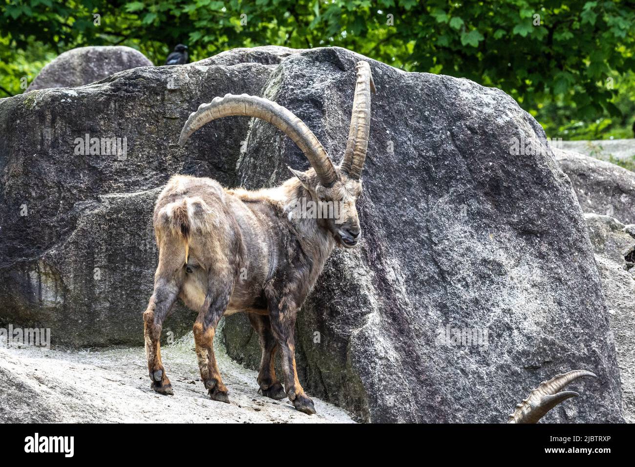 Male mountain ibex - capra ibex on a rock living in the European alps ...