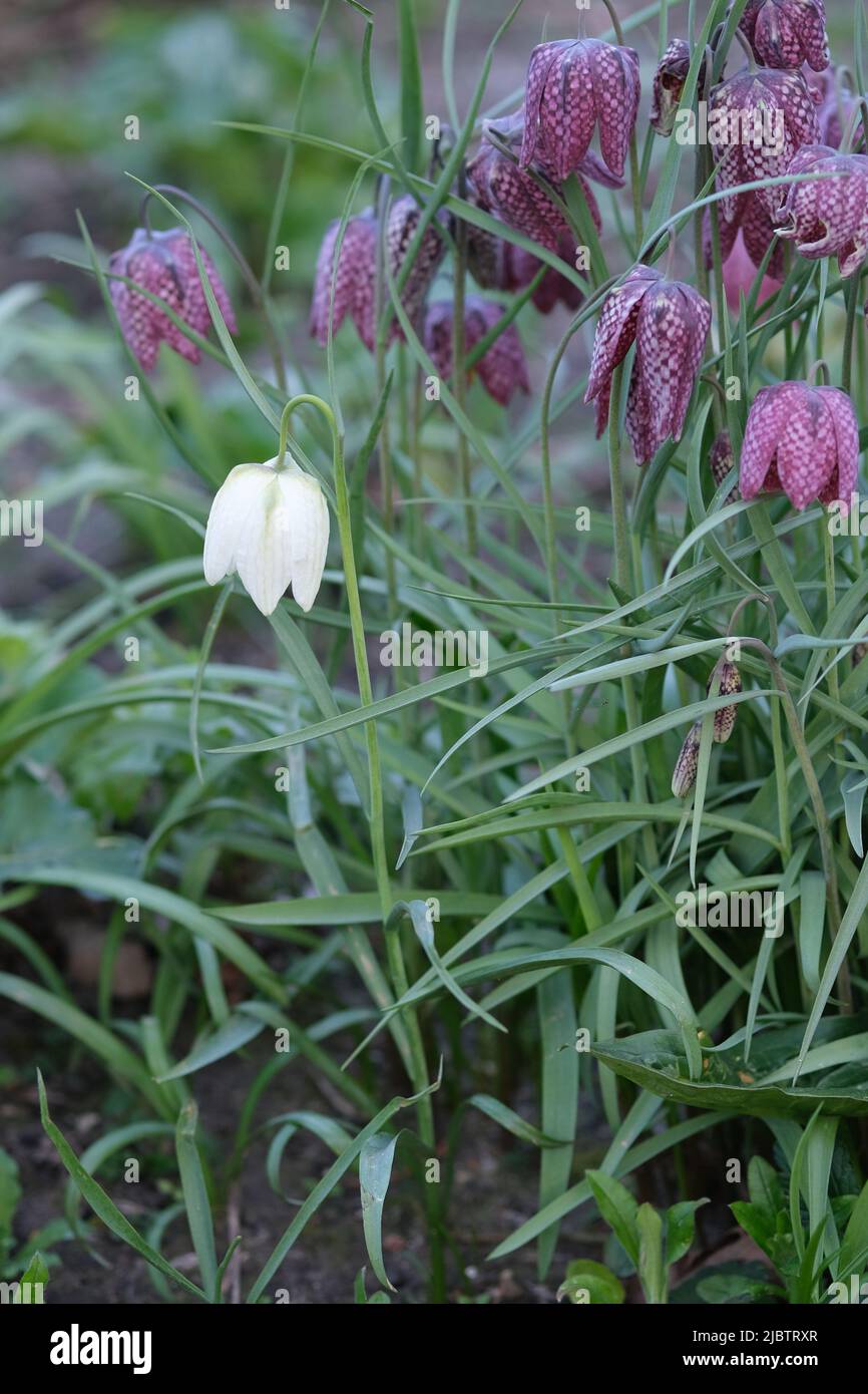 White snake's head fritillary Plant close up, with green nature ...