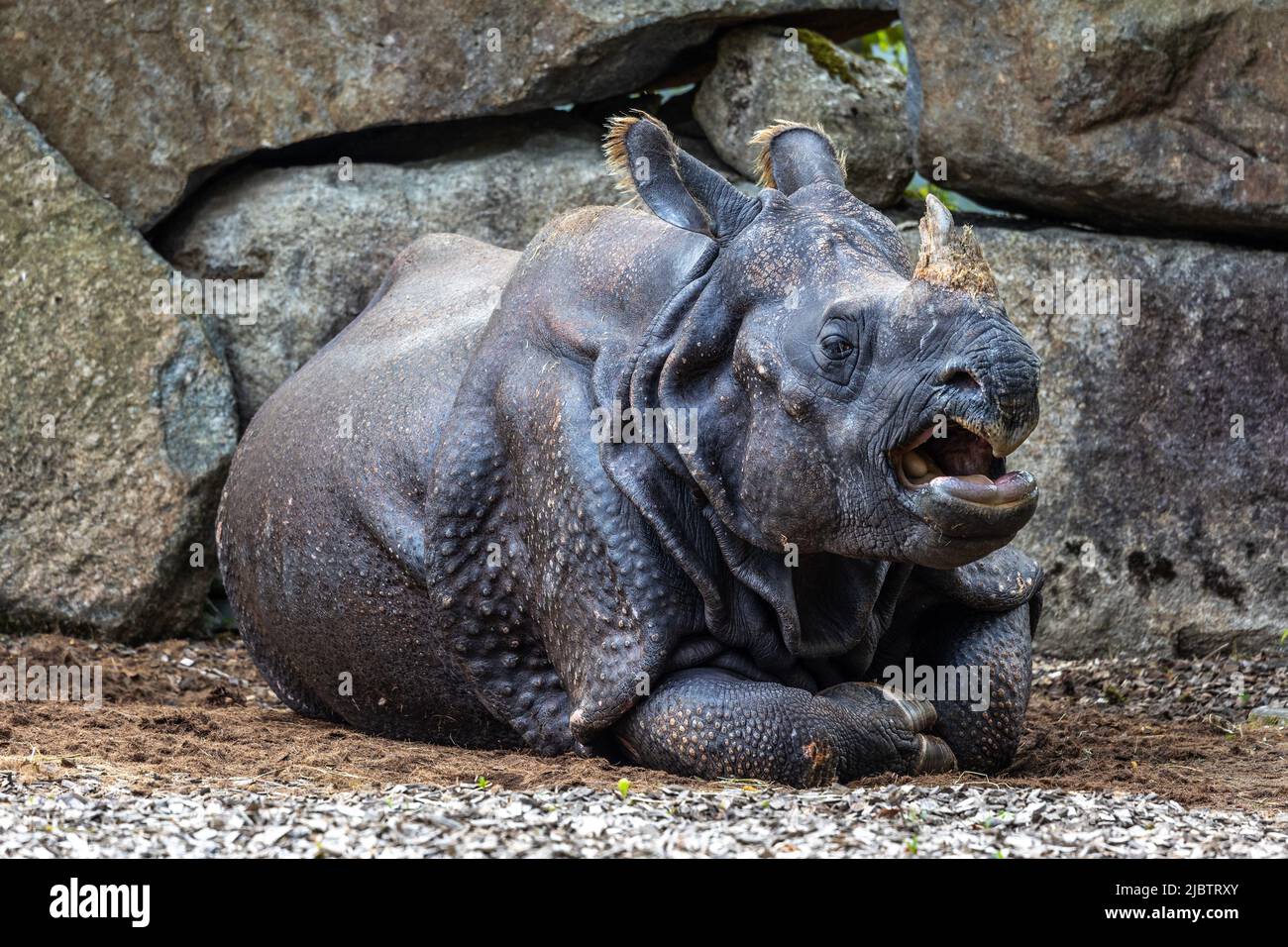 The Indian Rhinoceros, Rhinoceros unicornis is also called Greater One ...