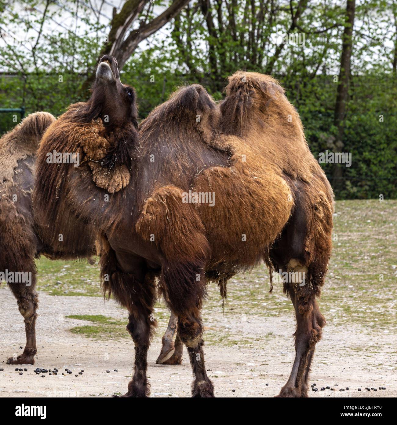 The Bactrian camels, Camelus bactrianus is a large, even-toed ungulate ...