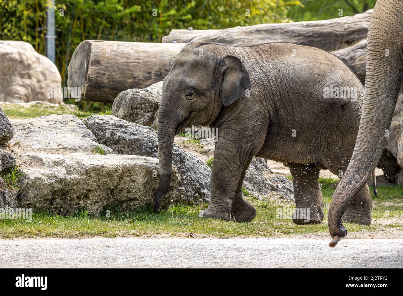 A young little Asian elephant, Elephas maximus also called Asiatic ...
