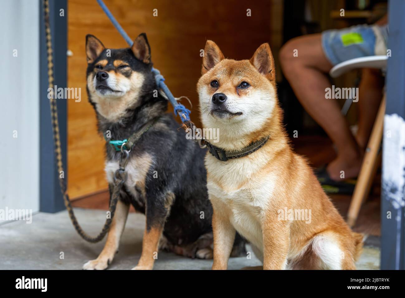 Chinese pastoral dog hi-res stock photography and images - Alamy