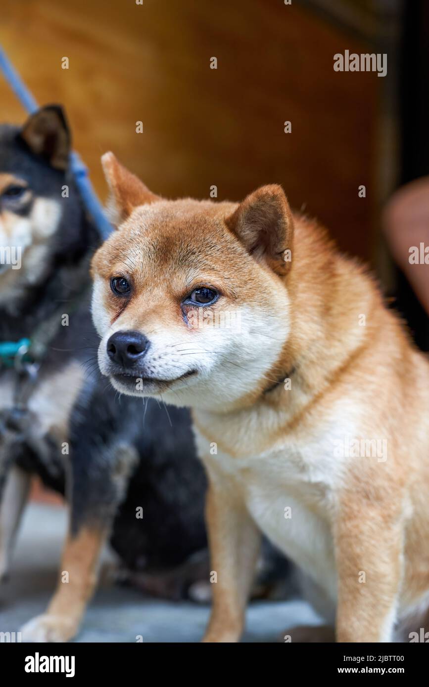 Two sitting shiba inu hi-res stock photography and images - Alamy